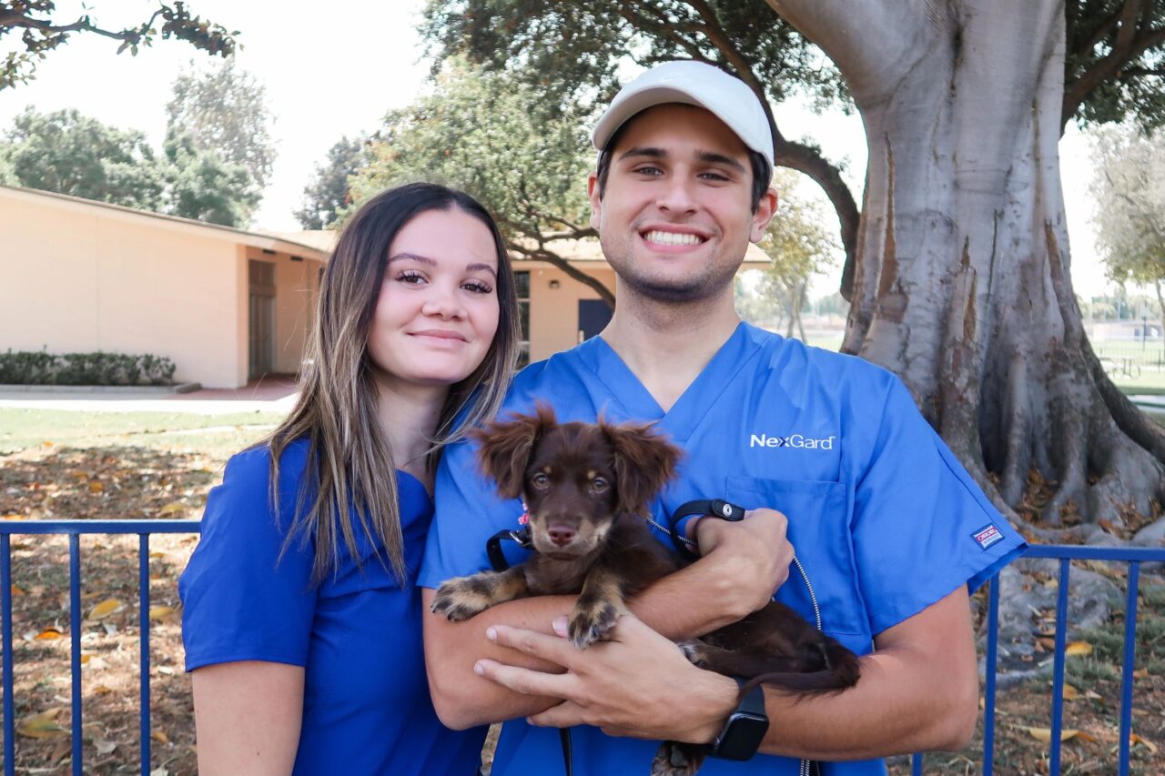 Volunteer - Vet Care Pet Clinic